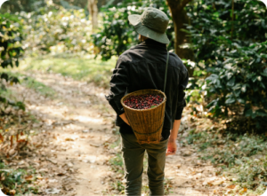 Mitsui Coffee – Mitsui Coffee